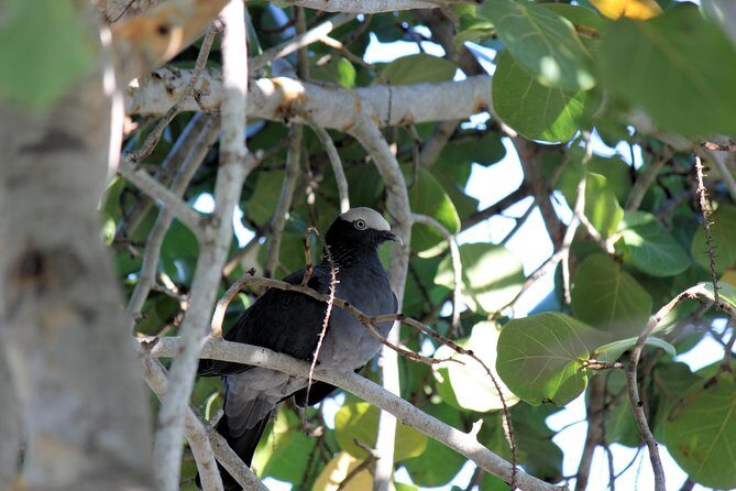 Bird Feeding Sanctuary & Montego Bay Highlight Tour - An Engaging Introduction to a Unique Tour