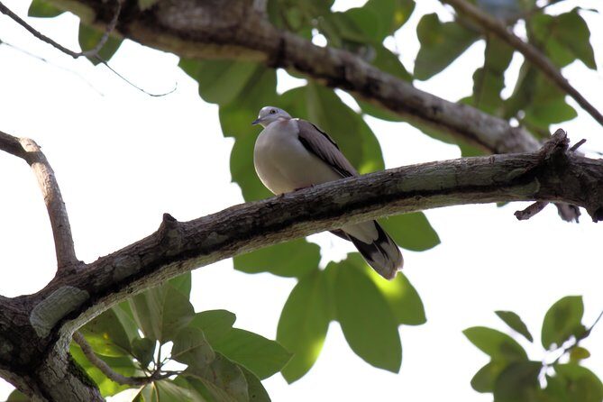 Bird Feeding Sanctuary & Montego Bay Highlight Tour - Final thoughts: Is This Tour Right for You?