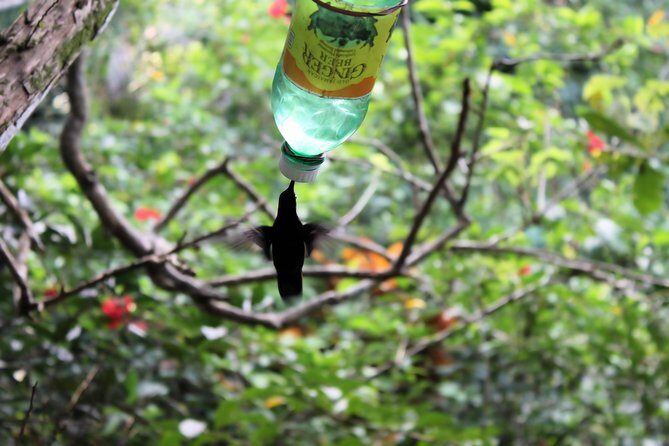 Bird Feeding Sanctuary & Montego Bay Highlight Tour - FAQ