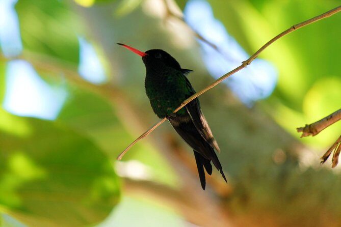 Bird Feeding Sanctuary, Montego Bay Highlights and Columbus Park Day Adventure - A Closer Look at the Tour Experience