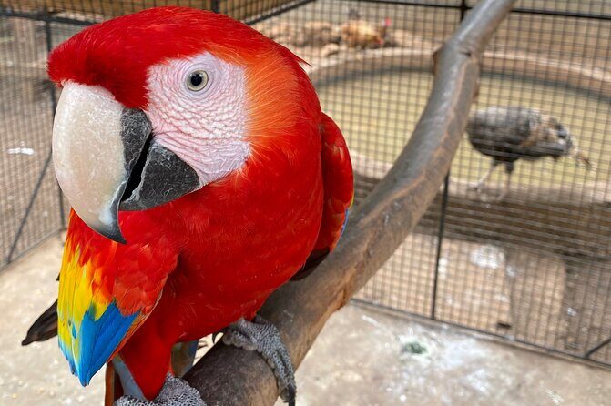 Bird Sanctuary and Montego Bay City Tour - Key Points