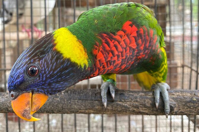 Bird Sanctuary and Montego Bay City Tour - Who Will Love This Tour?