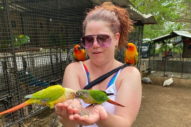 Bird Sanctuary and Montego Bay City Tour - FAQs