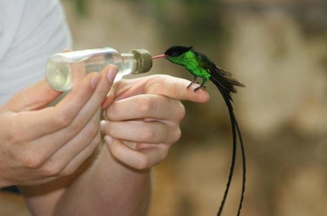 Bird Sanctuary (Montego Bay) Jamaica - A Detailed Look at the Montego Bay Bird Sanctuary Experience
