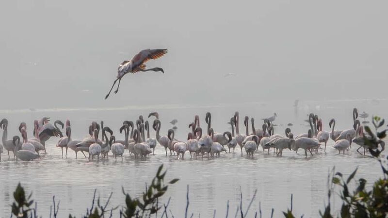 Bird Walk at Navi Mumbai - Practical Details and Value