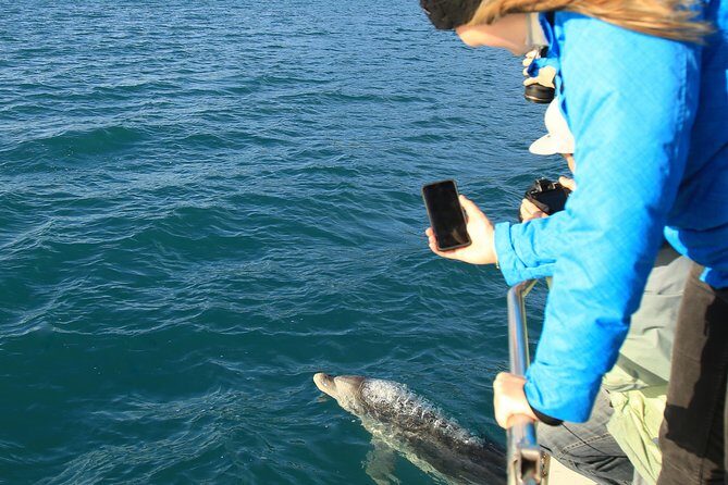 Bird Watching and Dolphin Eco-Tour from Picton - Who Will Love This Tour?