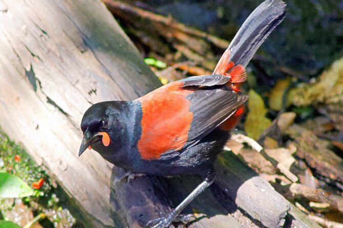 Bird Watching and Dolphin Eco-Tour from Picton - Practical Tips