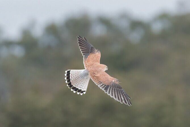 Bird watching and photography around Bathurst, Australia - What to Expect from Your Bathurst Bird-Watching Tour