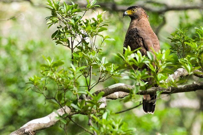 Bird watching and Wildlife Tour (6 Days) - Introduction