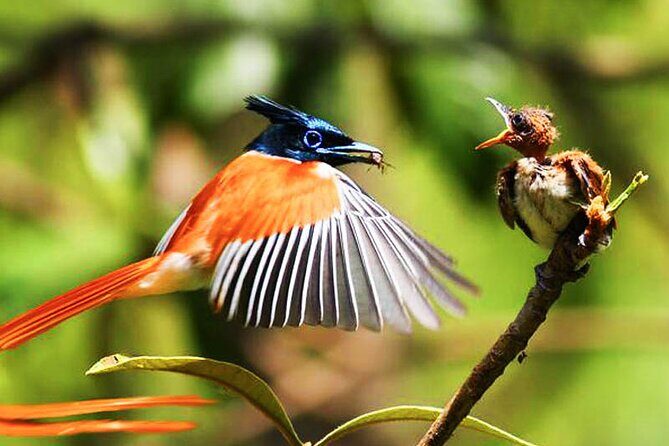Bird watching and Wildlife Tour (6 Days) - Key Points