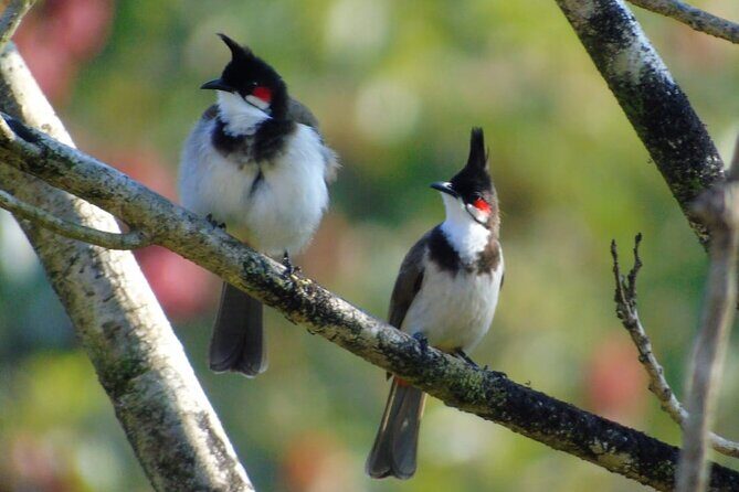 Bird Watching at Kodachadri - Key Points