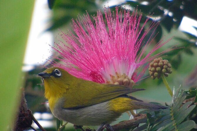 Bird Watching at Kodachadri - Introduction: A Birdwatchers Dream in Karnataka