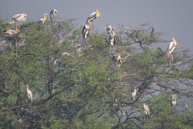 Bird Watching at Nandur Madhyameshwar Wildlife Sanctuary Nashik - Final Thoughts: Who Will Love This Tour?