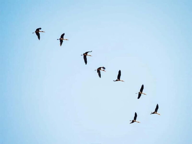 Bird Watching at Tonle Sap Forest and Lotus Farm Siem Reap - Key Points