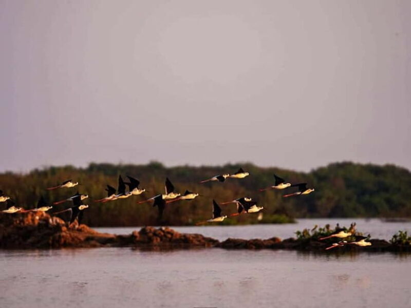 Bird Watching at Tonle Sap Forest and Lotus Farm Siem Reap - Who Should Consider This Tour?