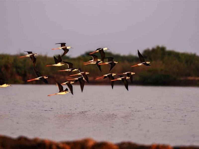 Bird Watching at Tonle Sap Forest and Lotus Farm Siem Reap - FAQs About Bird Watching at Tonle Sap Forest and Lotus Farm
