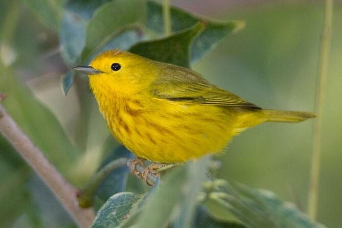 Bird watching ecofriendly tour from Cancun & Riviera Maya - Exploring the Yucatan’s Birdlife – What to Expect