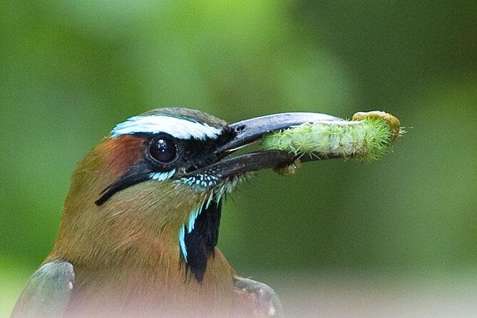 Bird watching ecofriendly tour from Cancun & Riviera Maya - What Sets This Tour Apart