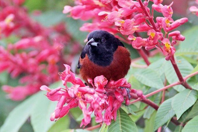 Bird watching ecofriendly tour from Cancun & Riviera Maya - Who Will Love This Tour?