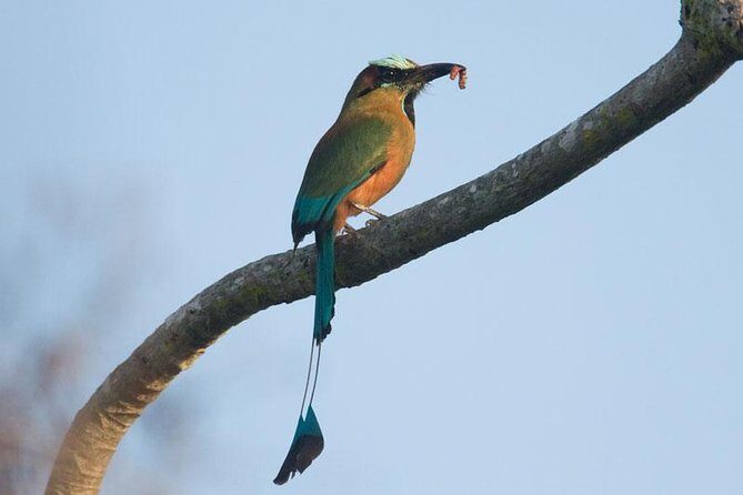 Bird watching ecofriendly tour from Cancun & Riviera Maya - The Sum Up