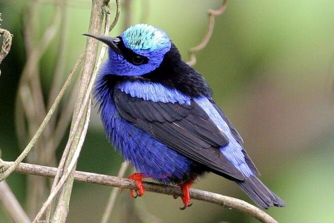 Bird watching ecofriendly tour from Cancun & Riviera Maya - FAQ
