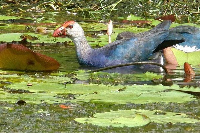 Bird watching in Colombo Wetlands- Guided Bird Walks - The Sum Up: A Quiet Retreat with a Bird’s Eye View