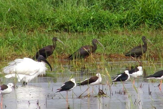 Bird watching in Colombo Wetlands- Guided Bird Walks - FAQ