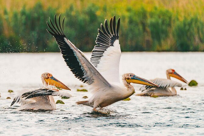 Bird watching in Danube Delta - Private day tour from Bucharest - Final Thoughts