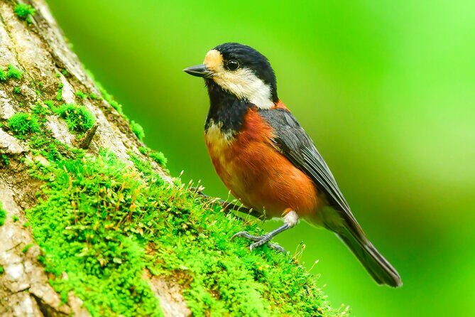 Bird Watching in the Nature Around Nikko Toshogu Shrine - Exploring the Details: What to Expect from the Tour