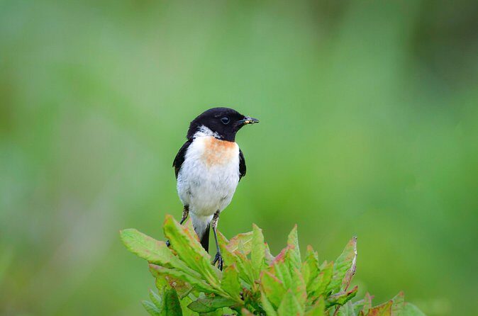 Bird Watching in the Nature Around Nikko Toshogu Shrine - The Sum Up