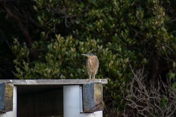 Bird Watching Kayak Tour - Why Choose This Tour?
