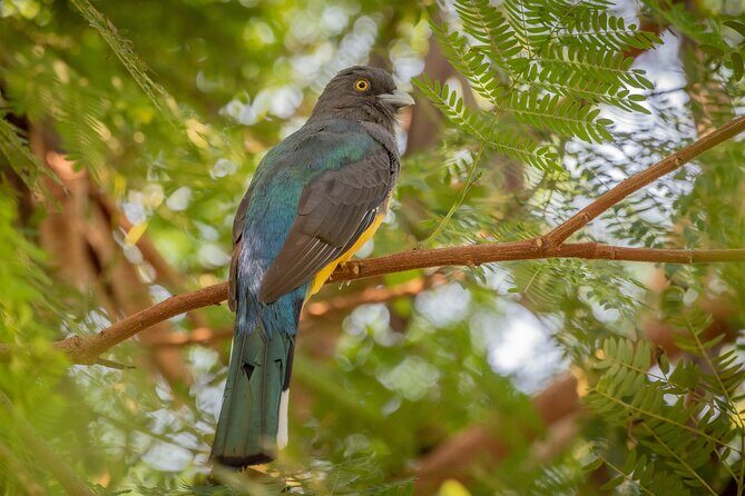 Bird Watching Mazatlán - Birding Tour - Overview of the Tour Experience