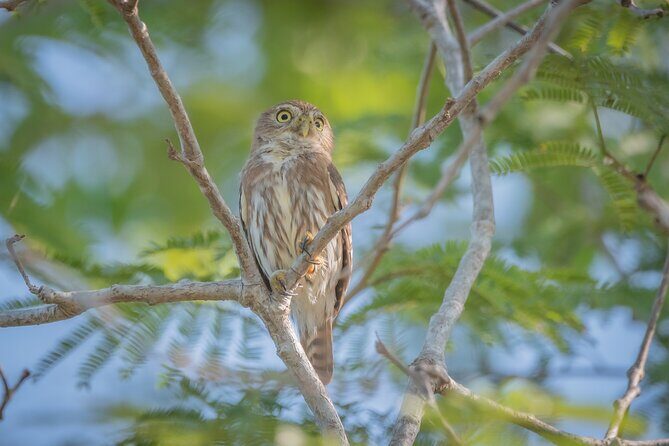 Bird Watching Mazatlán - Birding Tour - The Value and Practicality