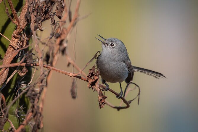 Bird Watching Mazatlán - Birding Tour - The Sum Up