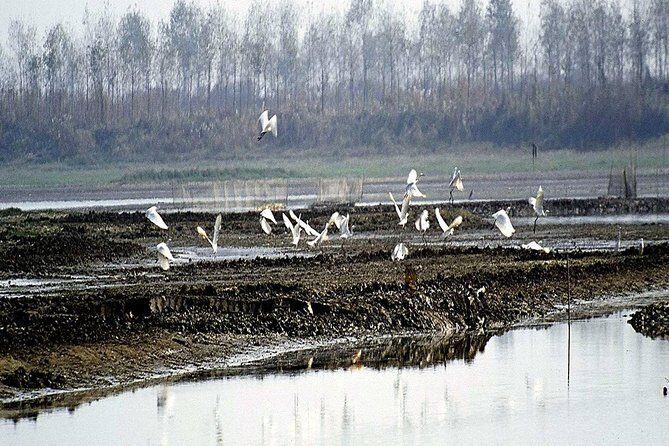 Bird Watching Tour at Nanji Hill Poyang Lake Nature Reserve From Nanchang - Why Poyang Lake is a Birdwatcher’s Paradise
