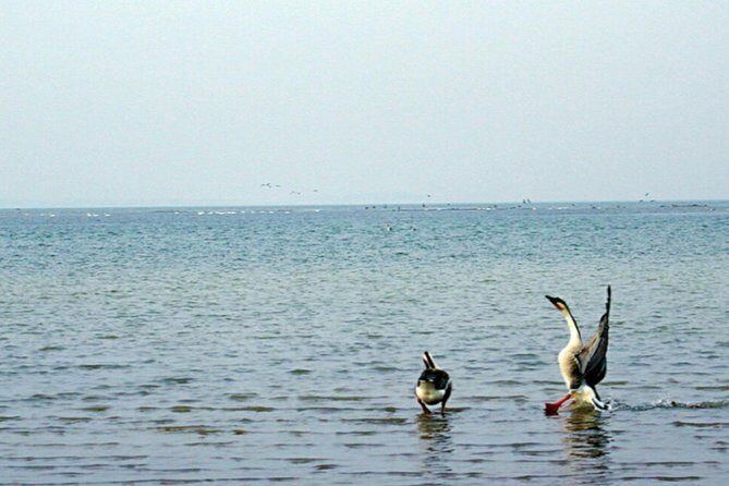 Bird Watching Tour at Nanji Hill Poyang Lake Nature Reserve From Nanchang - Considerations and Practical Tips