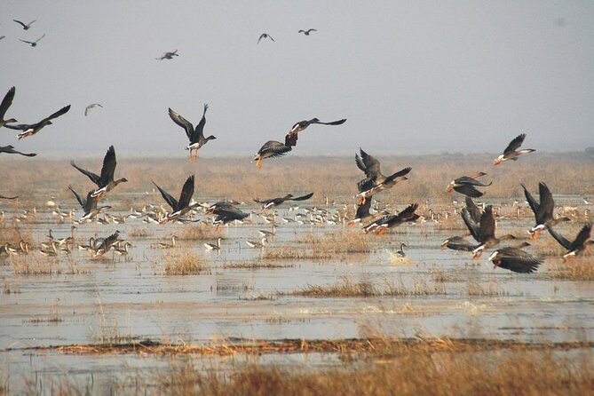 Bird Watching Tour at Nanji Hill Poyang Lake Nature Reserve From Nanchang - Final Thoughts: Who Should Consider This Tour?
