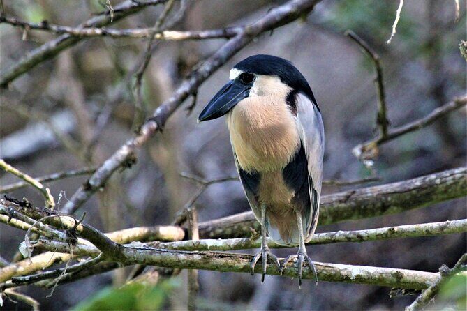 Bird Watching Tour Huatulco HT - An In-Depth Look at the Bird Watching Tour in Huatulco