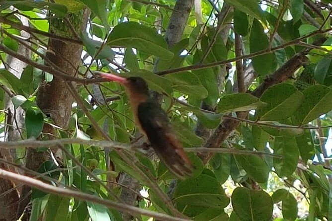 Bird Watching Tour Huatulco HT - Frequently Asked Questions