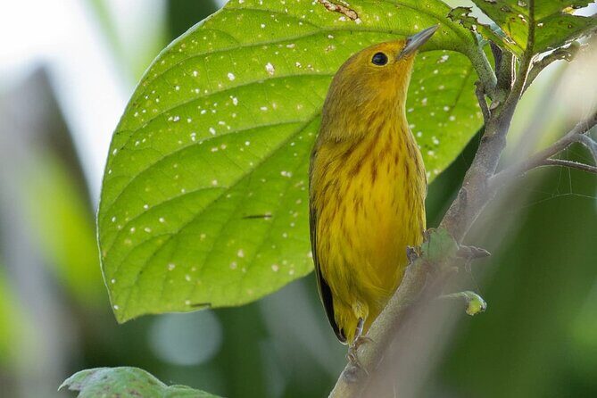 Bird Watching Tour in Cozumel - Value and Practical Considerations