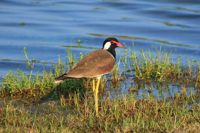 Bird Watching Tour in Muthurajawela Wetland from Colombo Harbour - Introduction