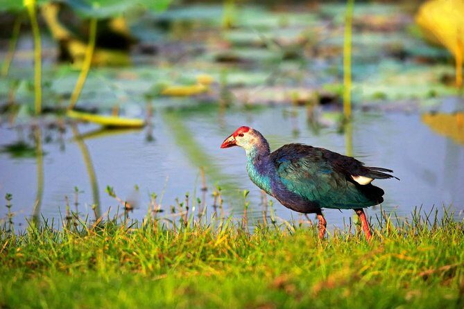 Bird Watching Tour in Muthurajawela Wetland from Colombo Harbour - The Itinerary in Detail