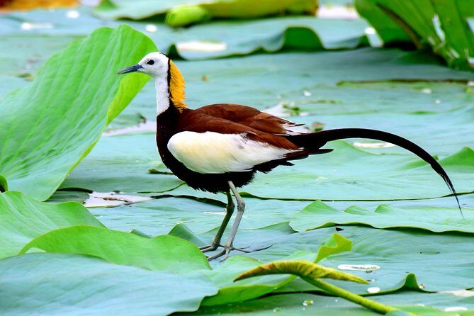Bird Watching Tour in Muthurajawela Wetland from Colombo Harbour - Why This Tour Is Worth Considering