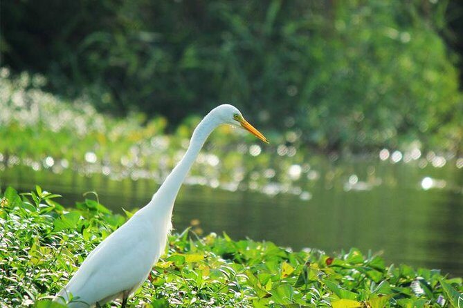 Bird Watching Tour in Muthurajawela Wetland from Colombo Harbour - Final Thoughts