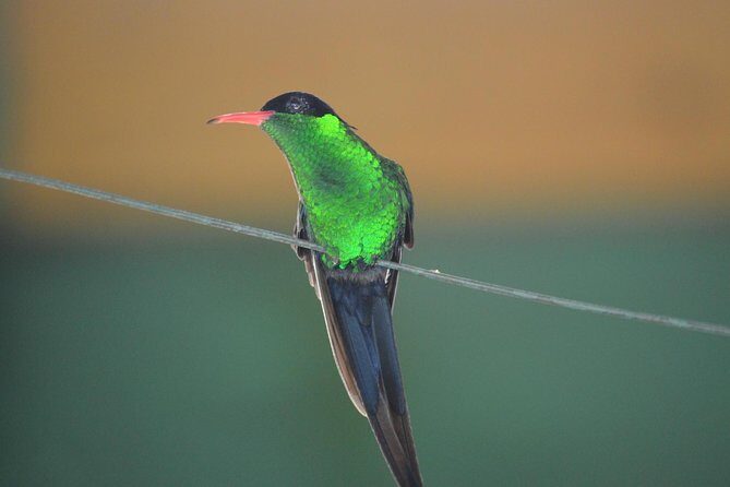 Bird Watching Tour in St Lucia - An Overview of the Bird Watching Experience
