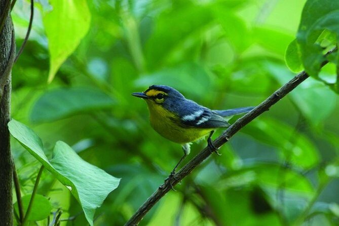 Bird Watching Tour in St Lucia - The Itinerary: What to Expect