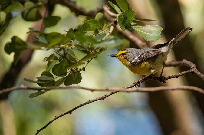Bird Watching Tour in St Lucia - The Variability of Locations