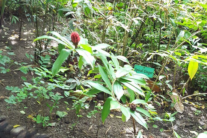 Bird Watching Tour in St Lucia - Authentic Experiences and Real Feedback