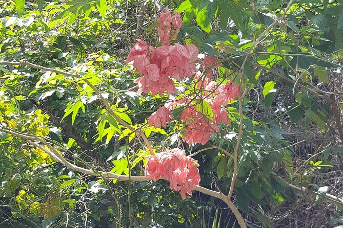 Bird Watching Tour in St Lucia - Frequently Asked Questions