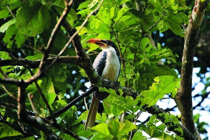 Bird Watching Tour Sri Lanka - 10 Days - How the Tour Works for Travelers
